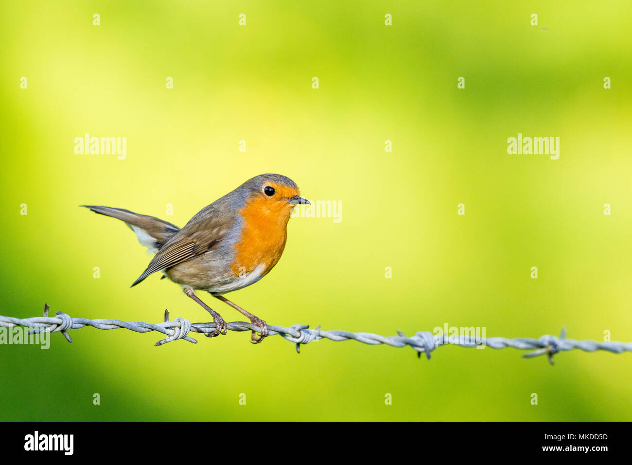 A robin posing in bright evening light Stock Photo - Alamy