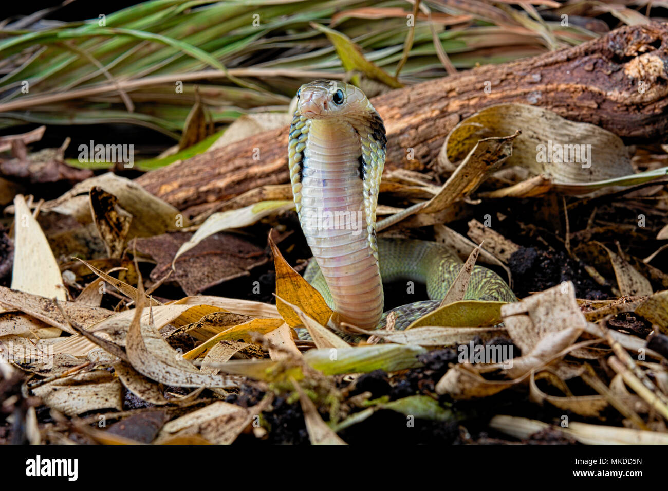 Baby cobra hi-res stock photography and images - Alamy