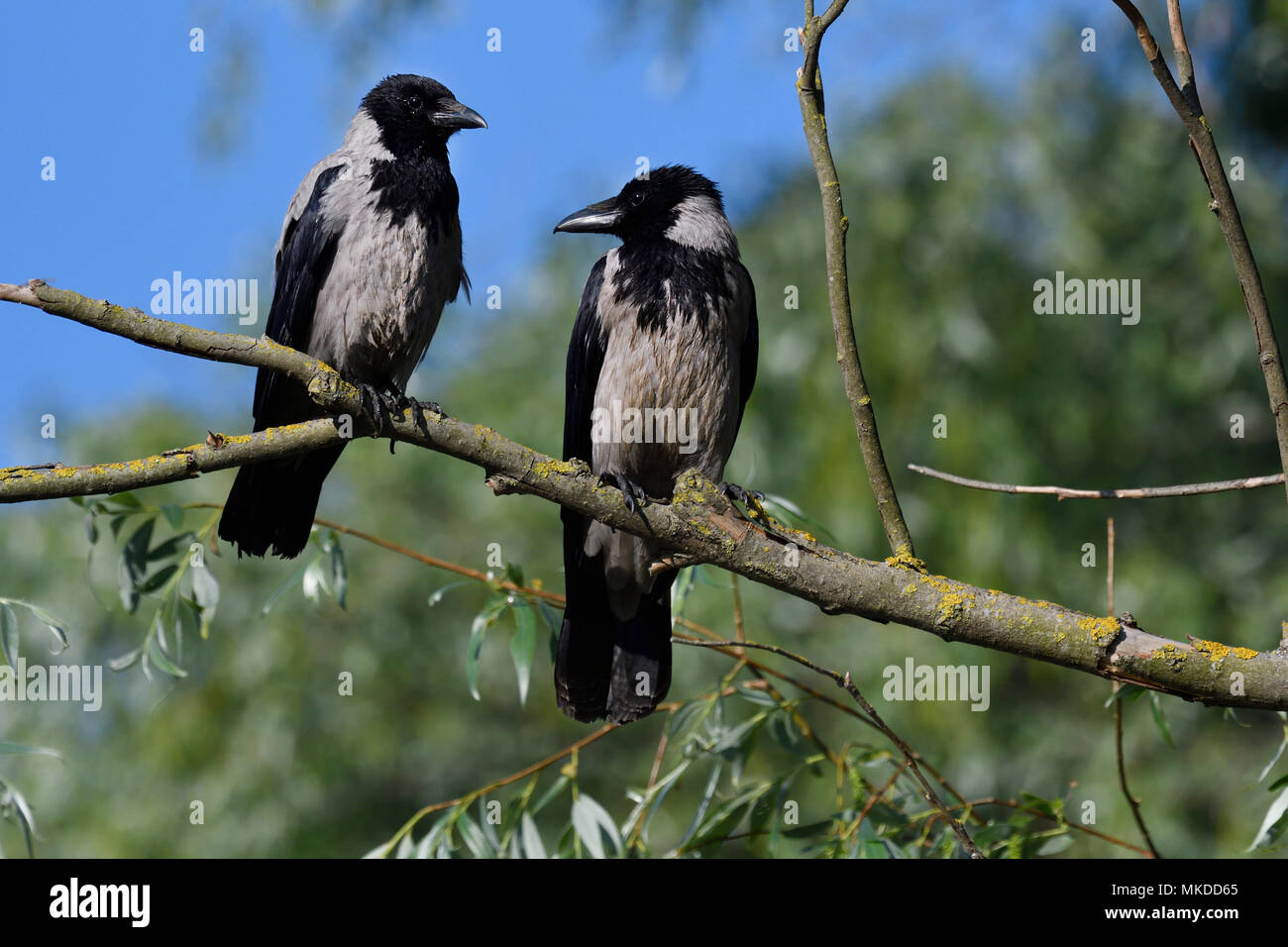 Couple of Hooded Crows (Corvus corone cornix) on a branch, Danube Delta ...