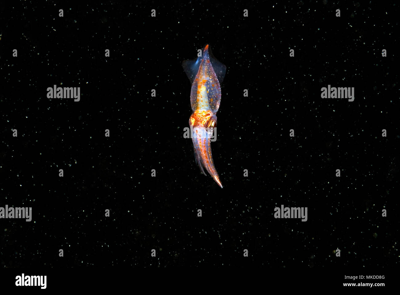 Mollusca photography hi-res stock photography and images - Alamy