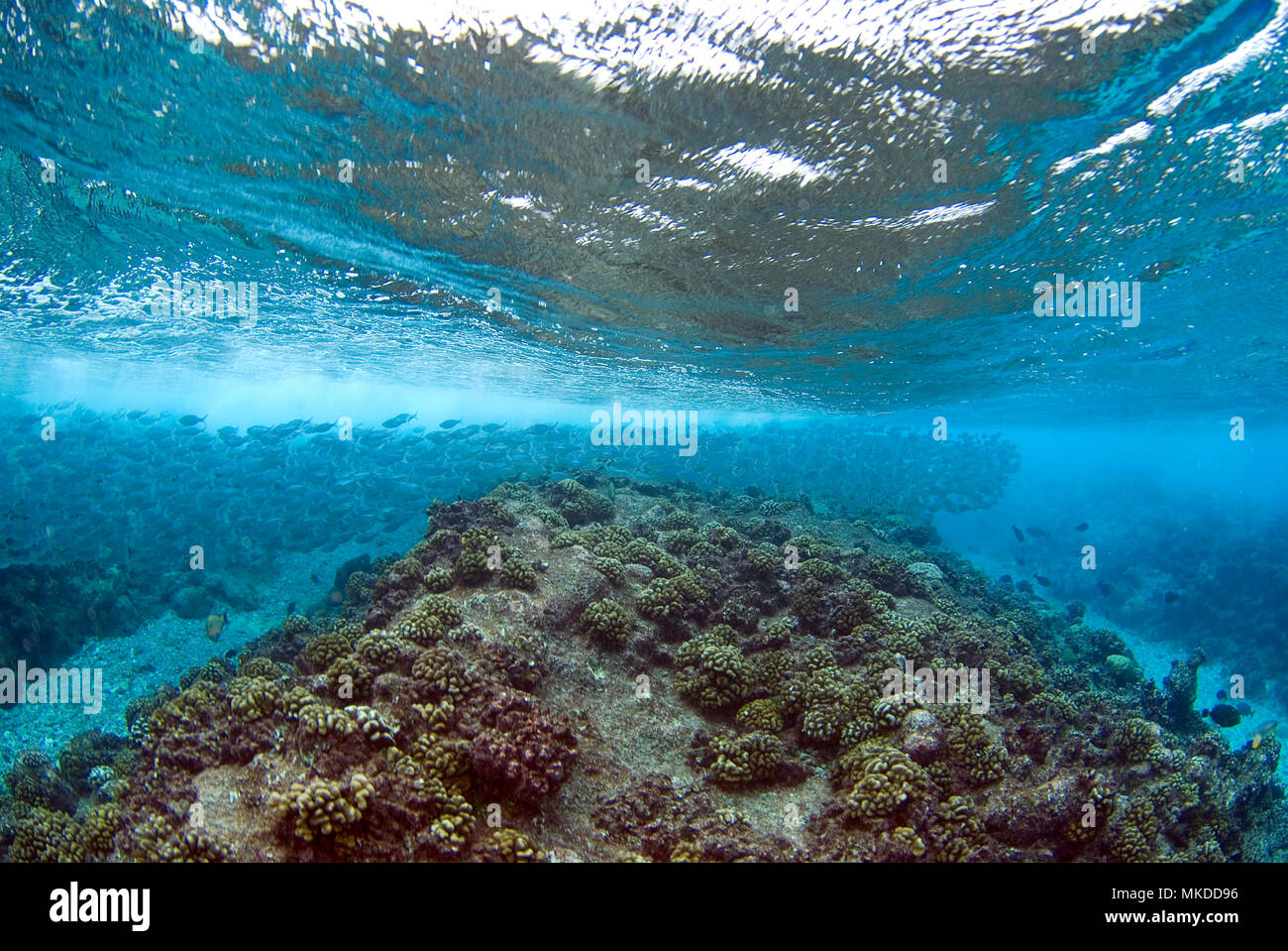 Tiputa Pass, Rangiroa, French Polynesia, Pacific Ocean Stock Photo - Alamy