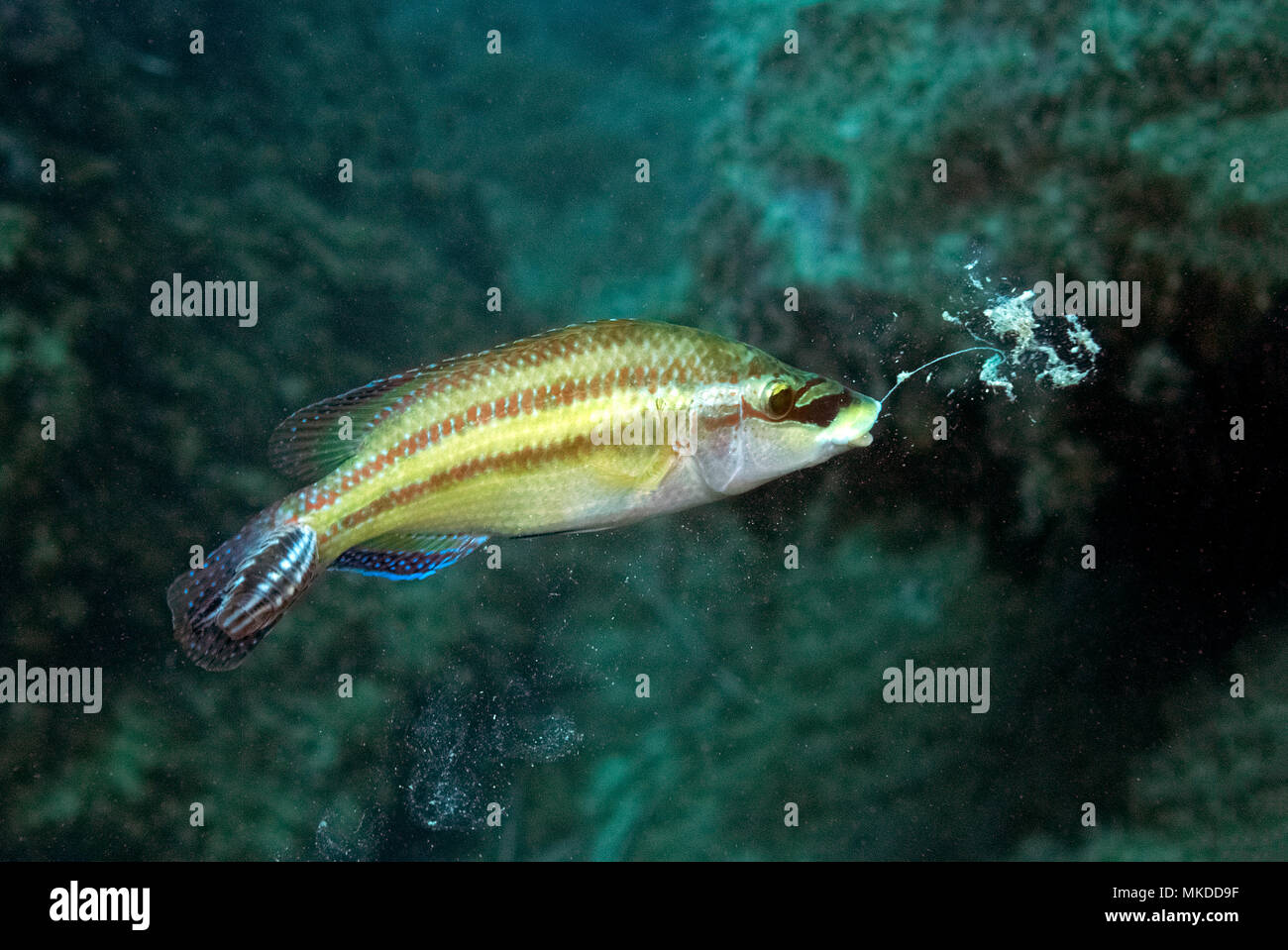 Spitting Fish High Resolution Stock Photography and Images - Alamy