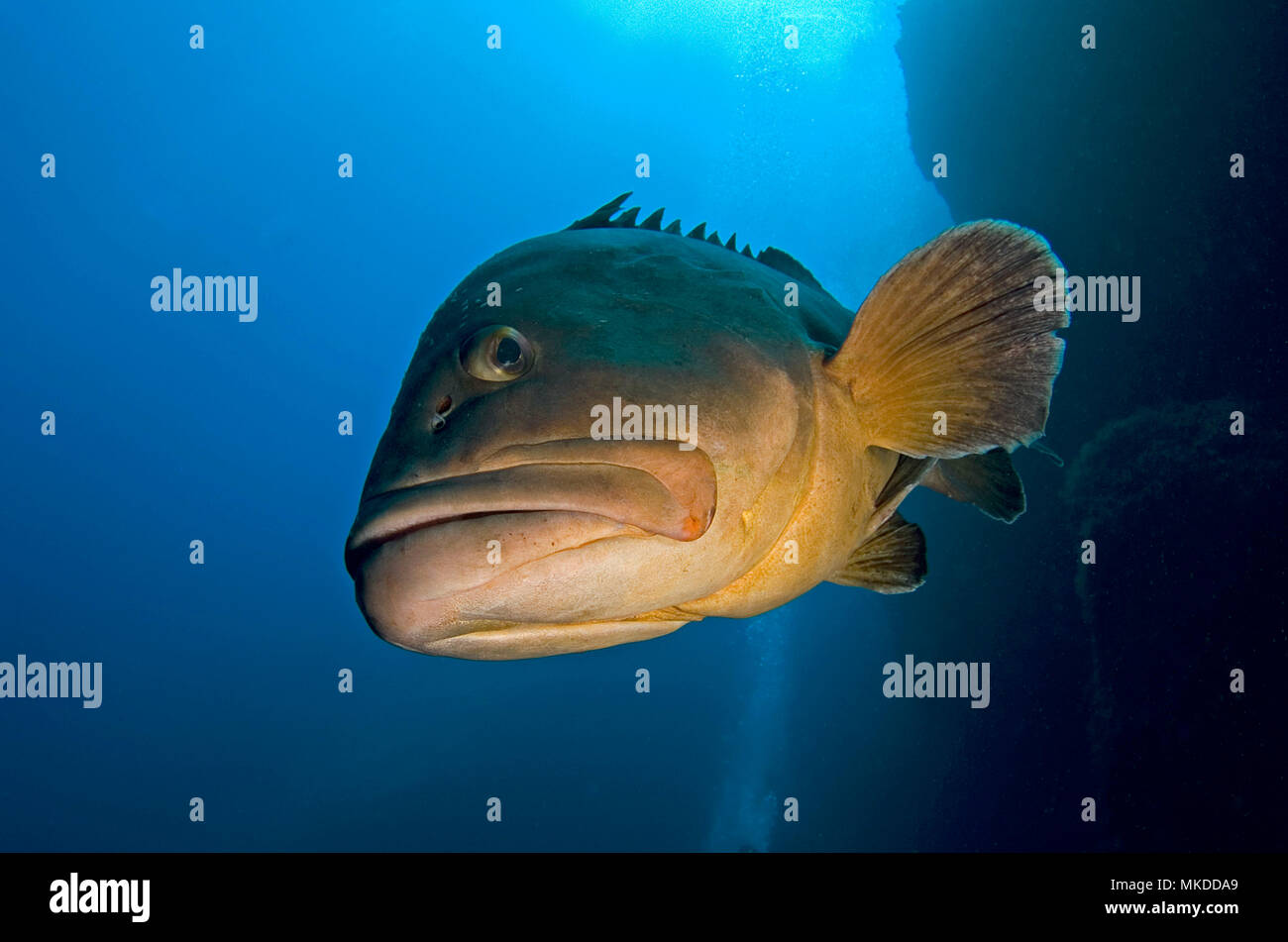 Dusky Grouper (Epinephelus marginatus), Tasco Petit Dive Site, Medes ...