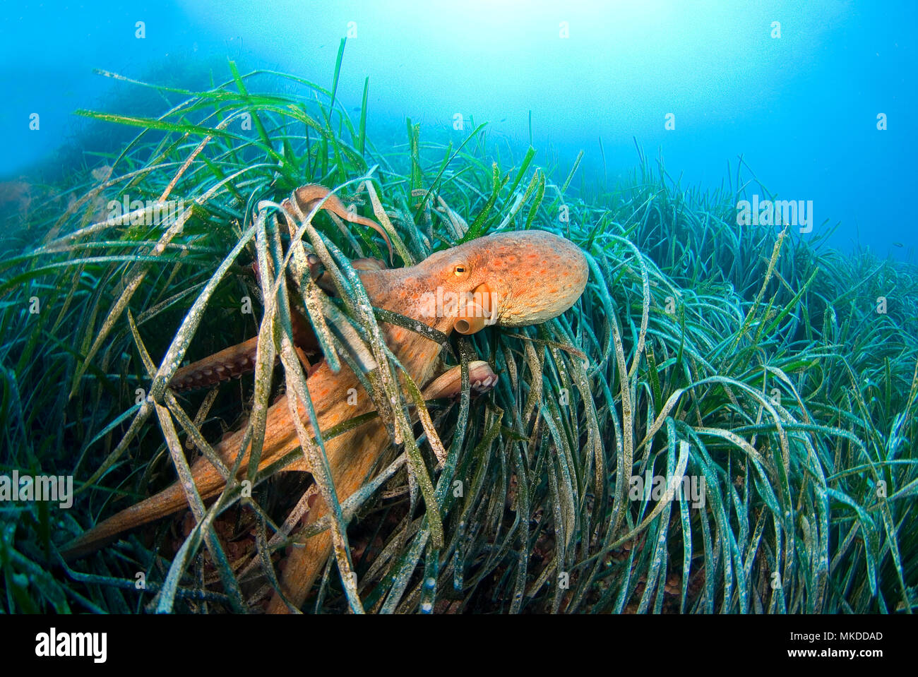 Common Octopus (Octopus vulgaris) in dea grass, France, Mediterranean ...