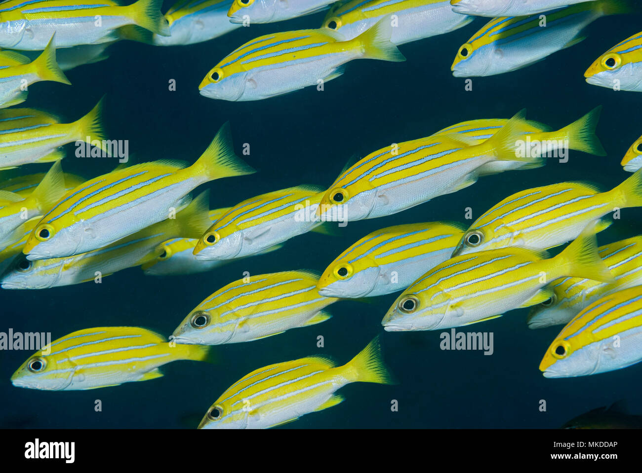 School of Common bluestripe snapper (Lutjanus kasmira Stock Photo - Alamy