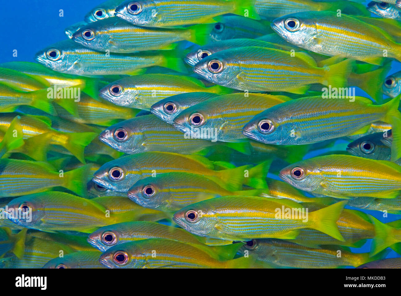 School of Snappers, Madagascar, Indian ocean Stock Photo - Alamy