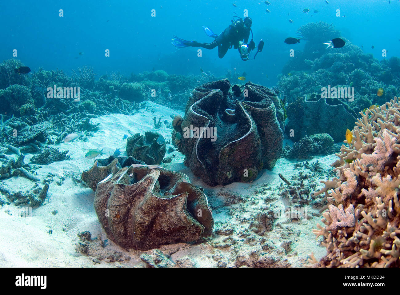 Diver and Giant Clams field (Tridacnidae sp), Australia, South Pacific ...