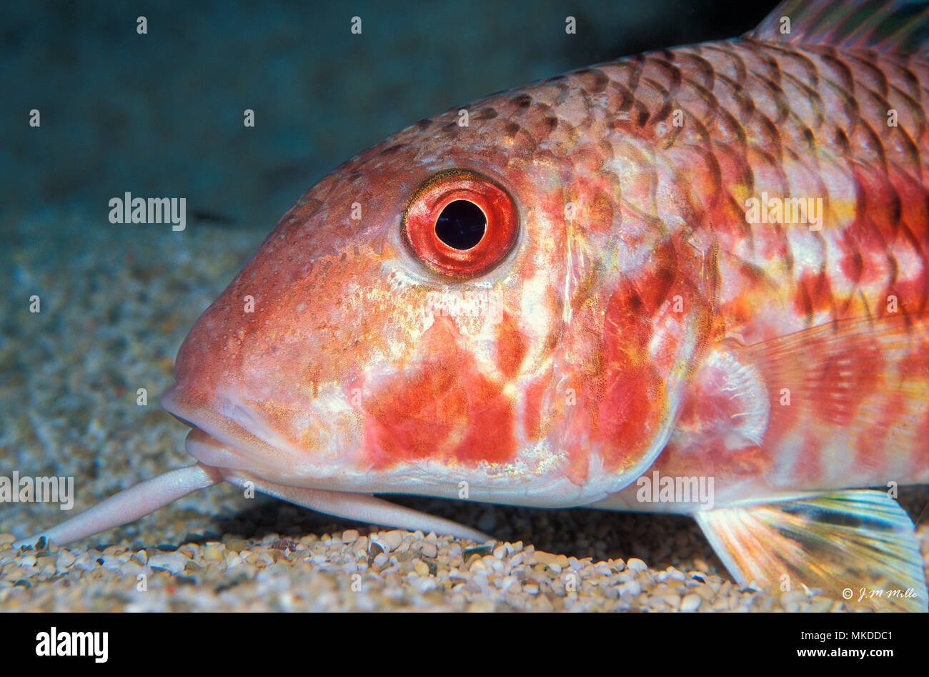 Mullet species hi-res stock photography and images - Alamy