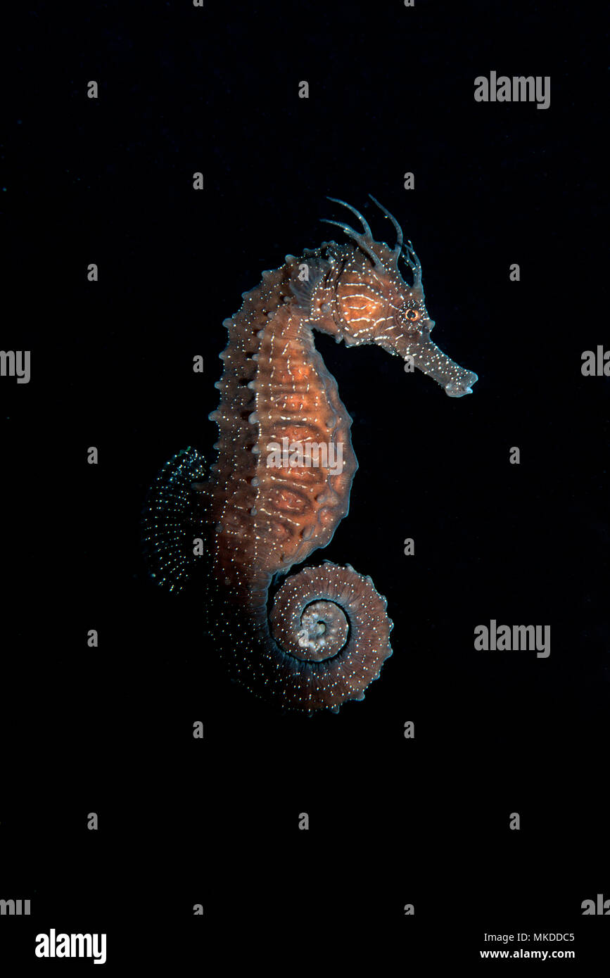 Short-snouted seahorse (Hippocampus hippocampus) on black background ...