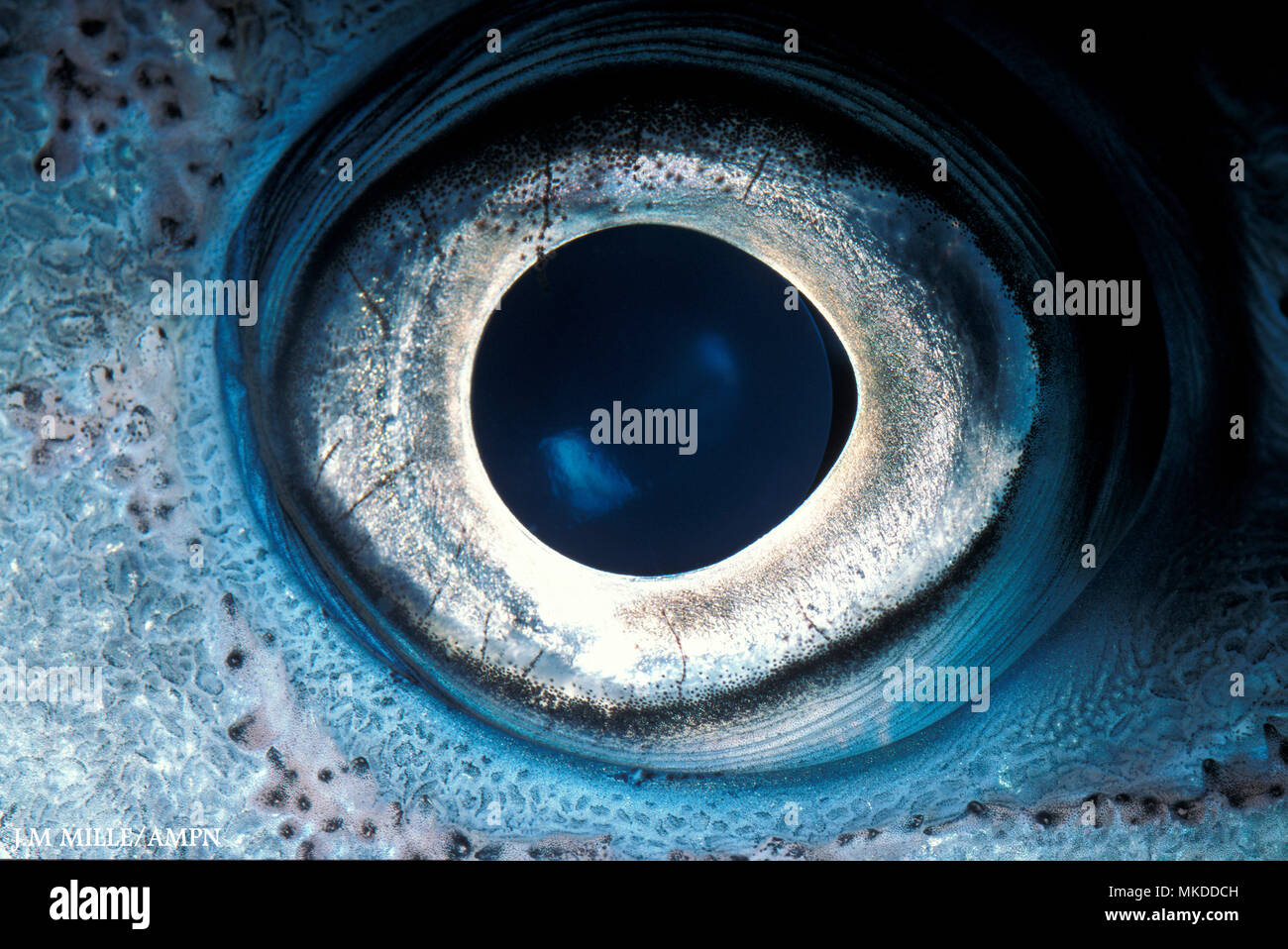 Eye of European seabass (Dicentrarchus labrax), Mediterranean Sea Stock ...