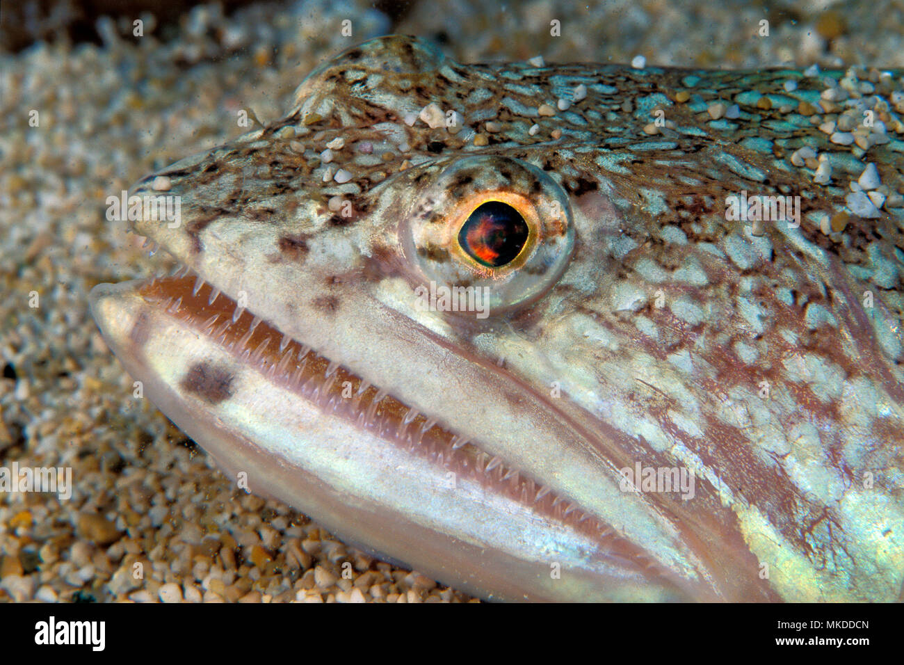 Portrait of Atlantic lizardfish (Synodus saurus) in sand, Mediterranean ...