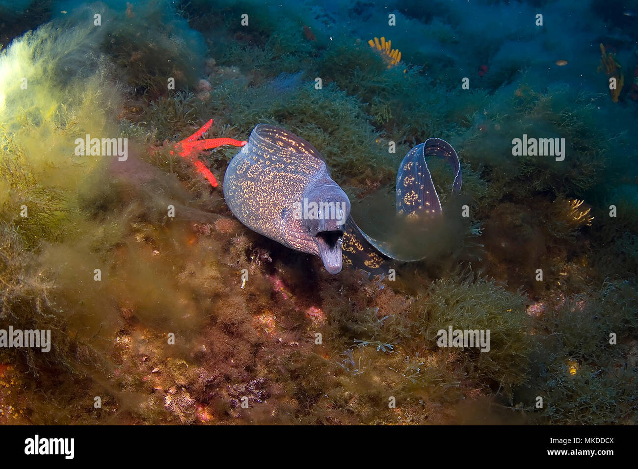 Mediterranean moray (Muraena helena) on reef, Mediterranean Sea Stock ...
