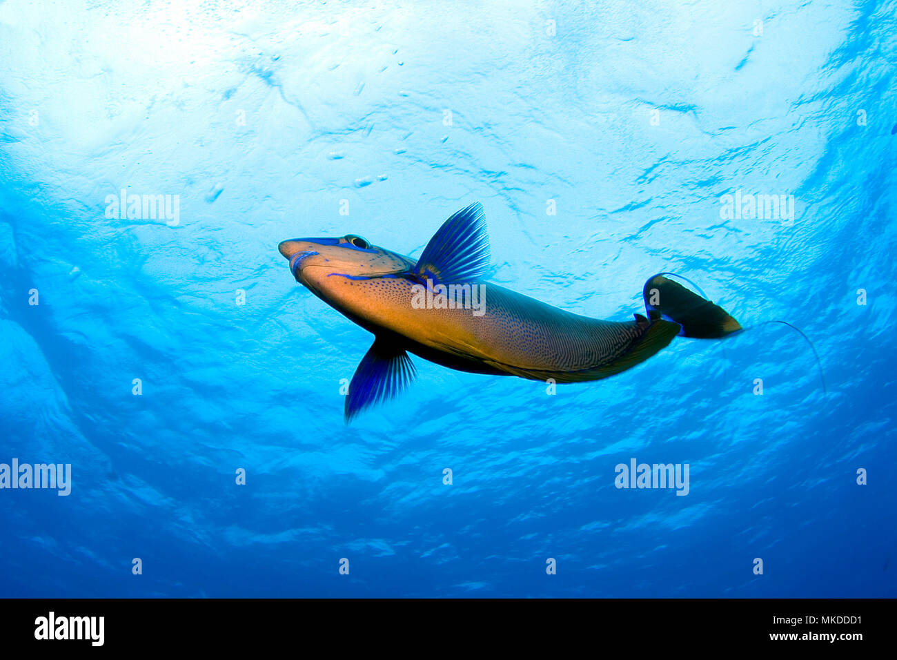 Surgeonfish under the surface, Tiputa Pass, Rangiroa, French Polynesia ...