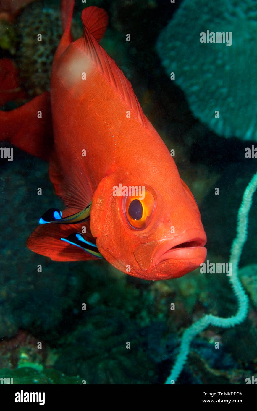 Labroides hi-res stock photography and images - Alamy