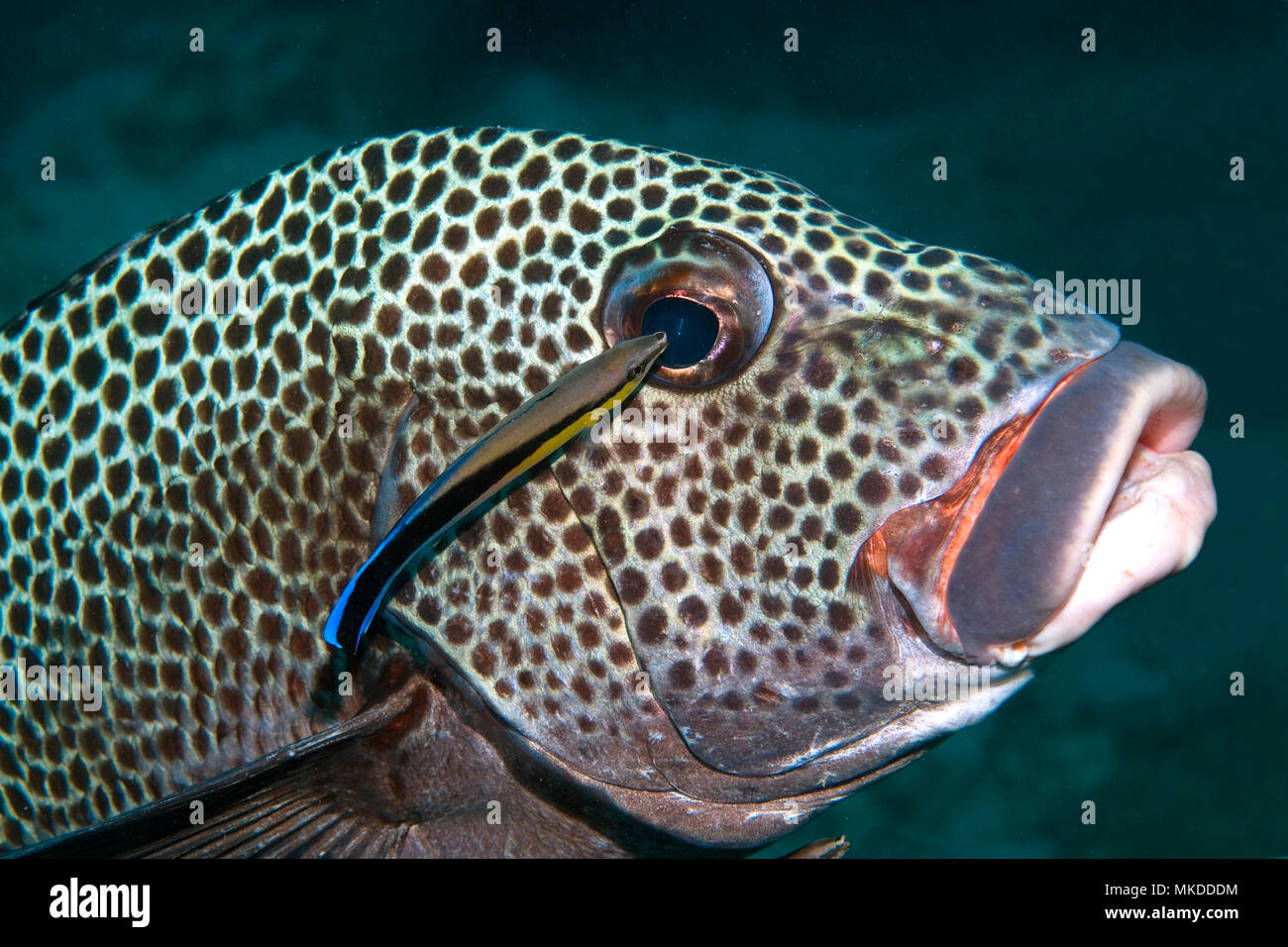 Harlequin sweetlips (Plectorhinchus chaetodonoides) and Cleaner Wrasse ...