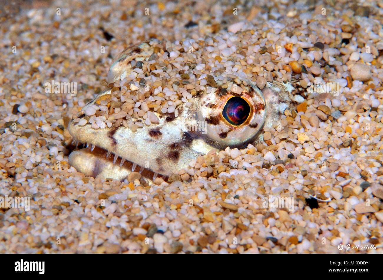 Portrait of Atlantic lizardfish (Synodus saurus) in sand, Monaco marine ...
