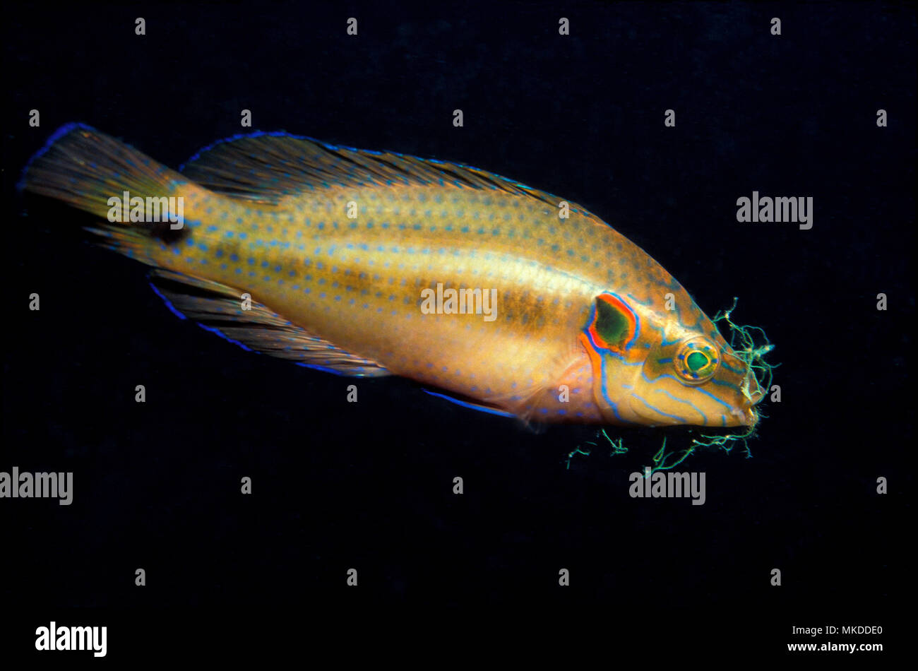 Ocellated wrasse (Symphodus ocellatus) male building his nest with ...