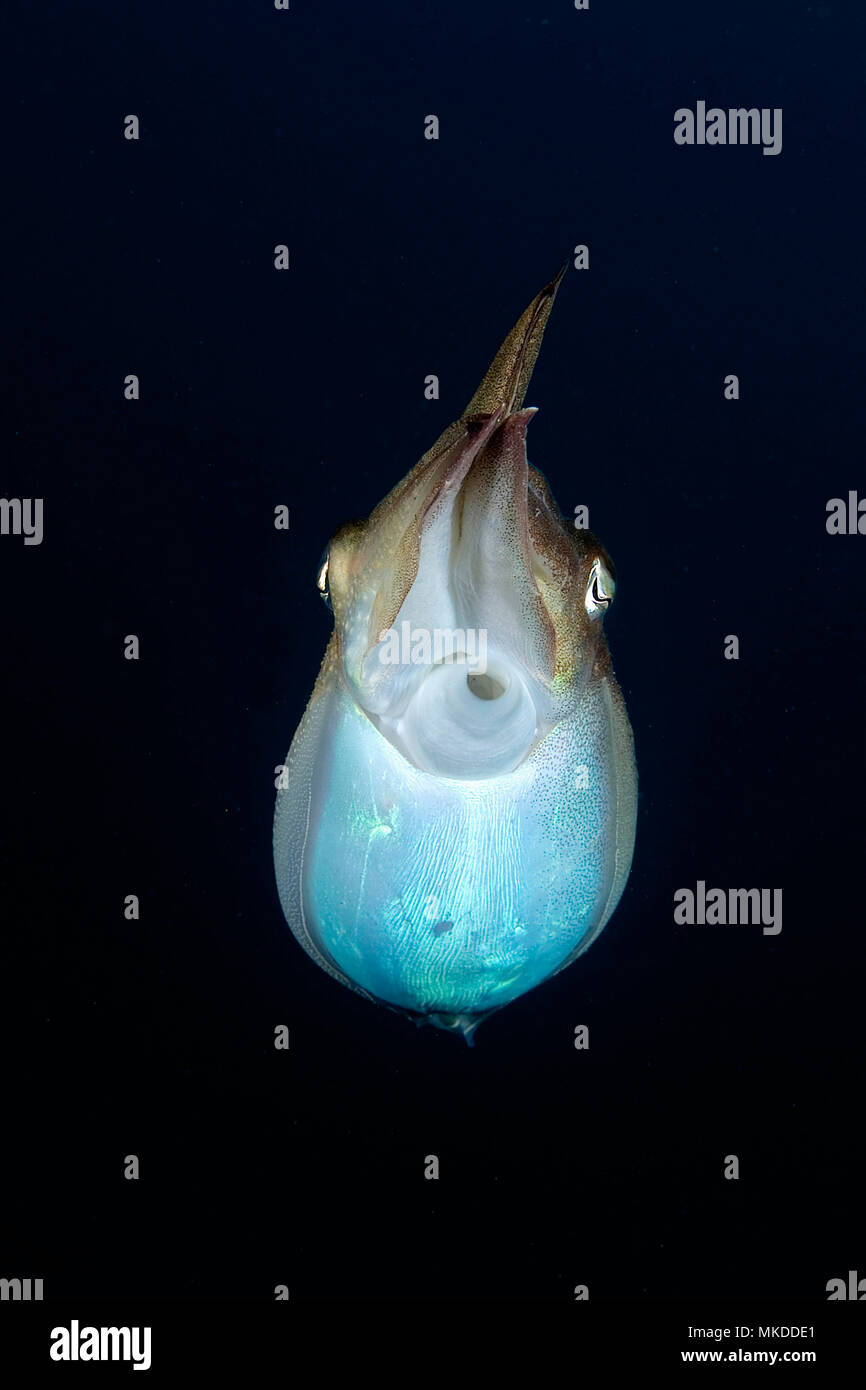 Common cuttlefish (Sepia officinalis) on black background ...