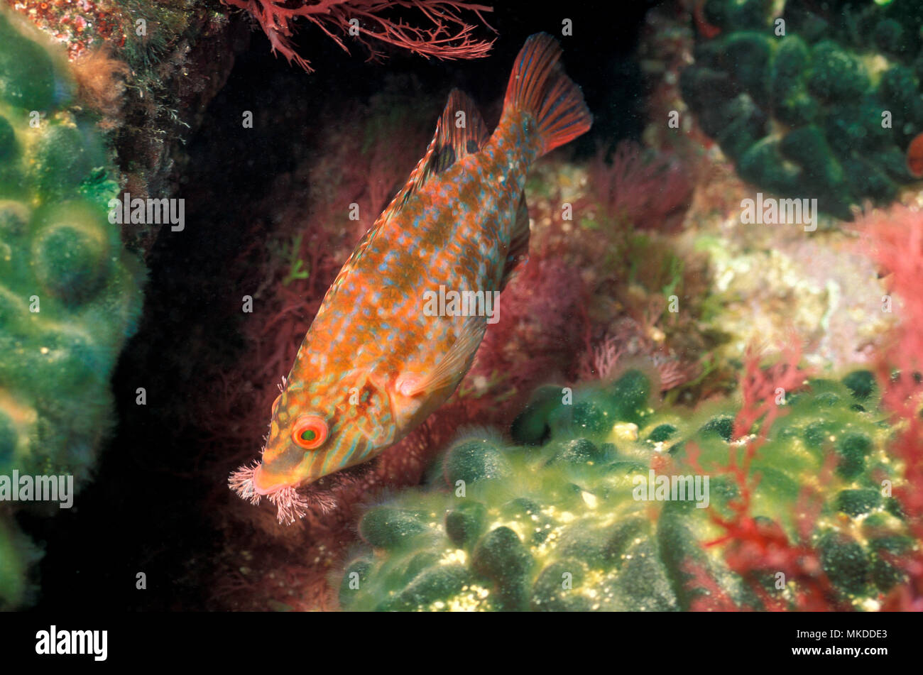 Five-spotted wrasse (Symphodus roissali) male building his nest with ...