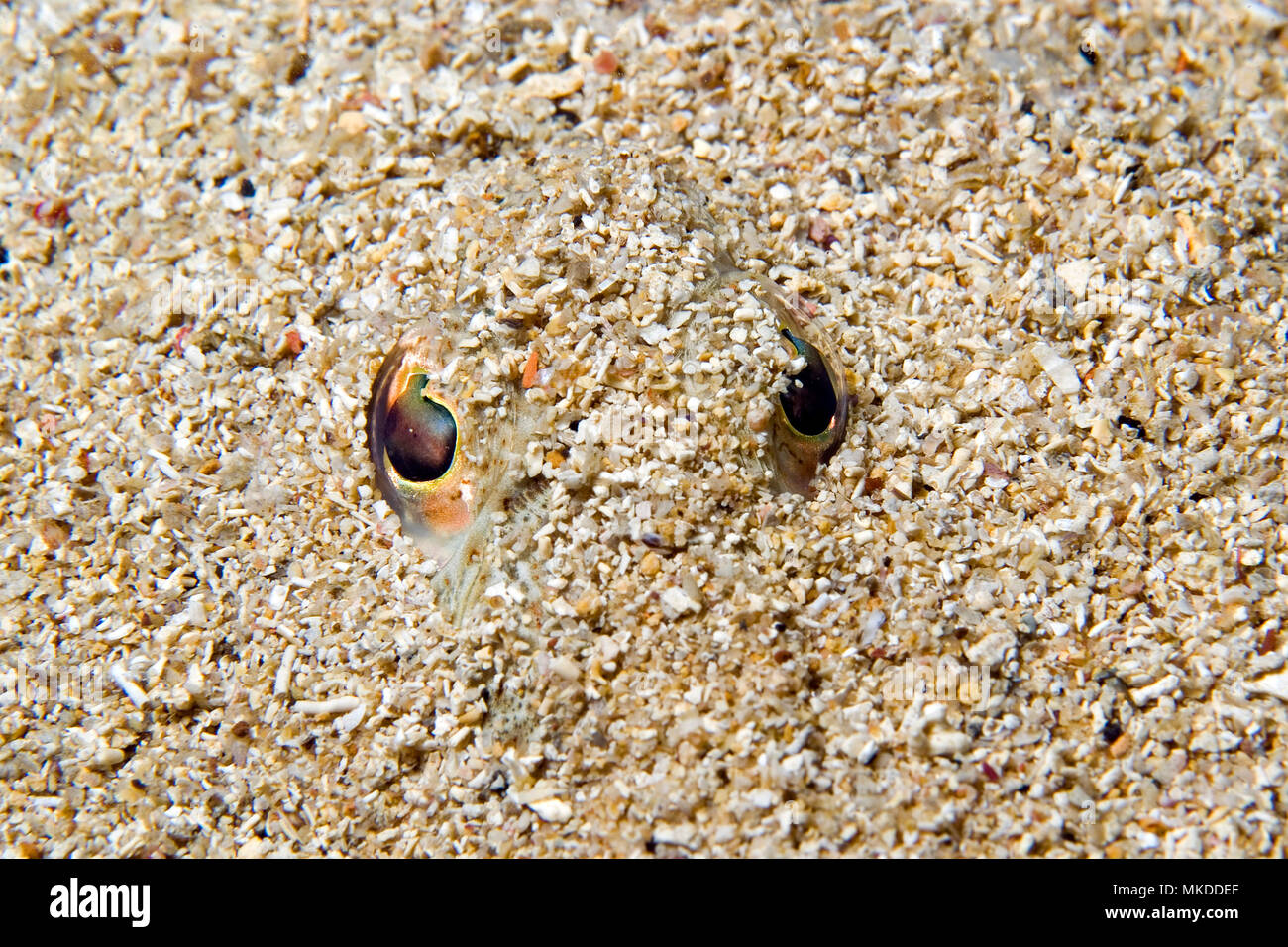 Weever trachinidae fish marine High Resolution Stock Photography and ...