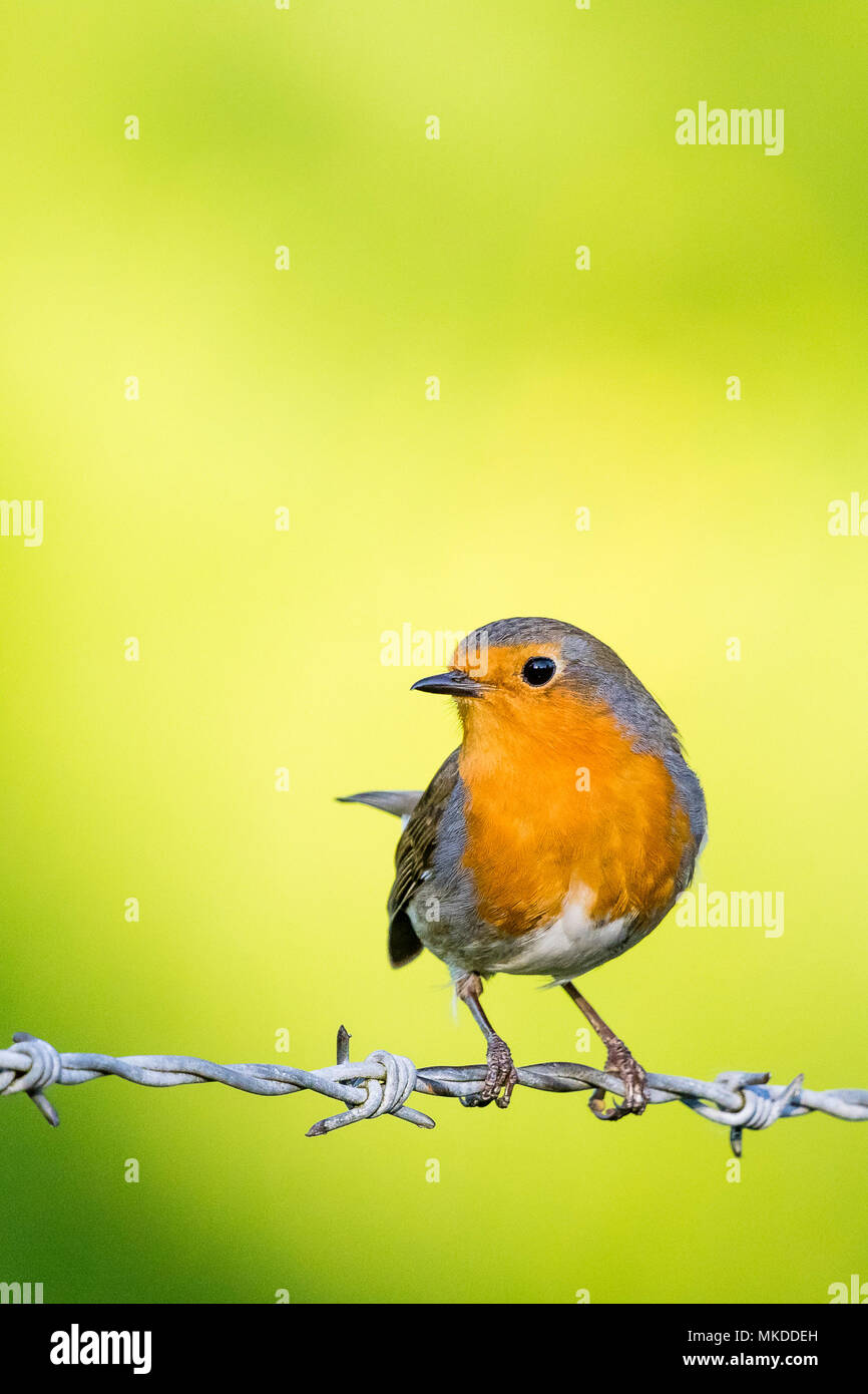 Posing natural light hi-res stock photography and images - Alamy