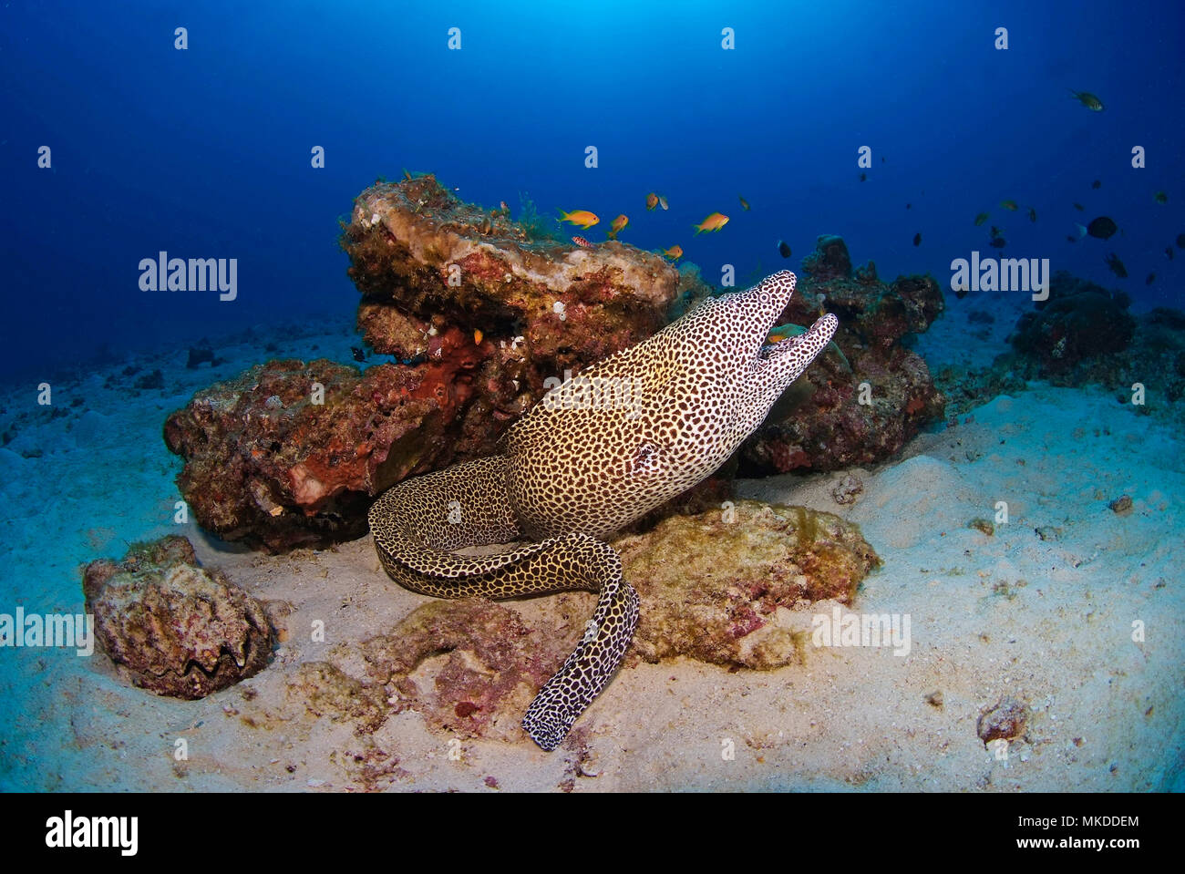 Madagascar Coral Reef High Resolution Stock Photography and Images - Alamy