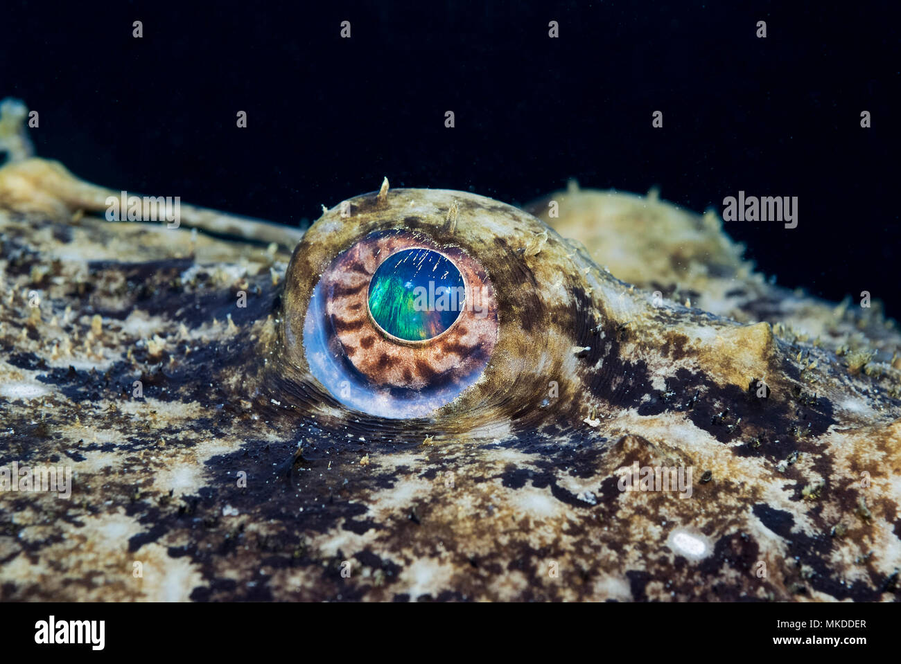 Eye of Anglerfish (Lophius piscatorius), Mediterranee Sea Stock Photo ...