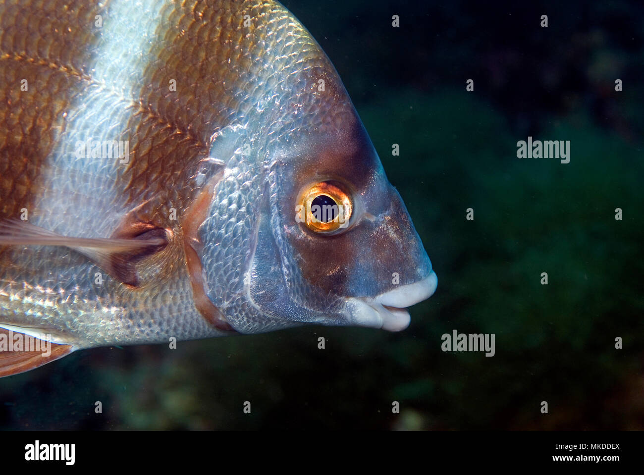 Zebra seabream hi-res stock photography and images - Alamy