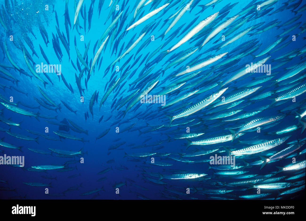 Barracuda sphyraena sp hi-res stock photography and images - Alamy