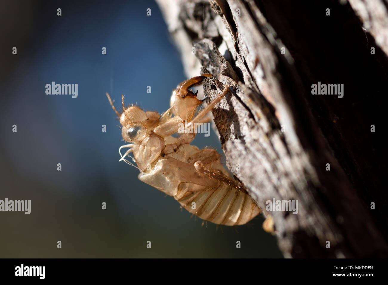 Grey cicada (Cicada orni) exuvia on pine in forest, Sanary, Var, France ...