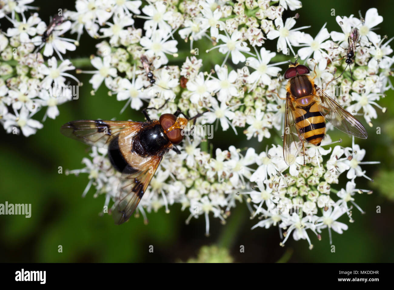 Pellucid Hoverfly (Volucella pellucens) and Hover-fly (Metasyrphus ...