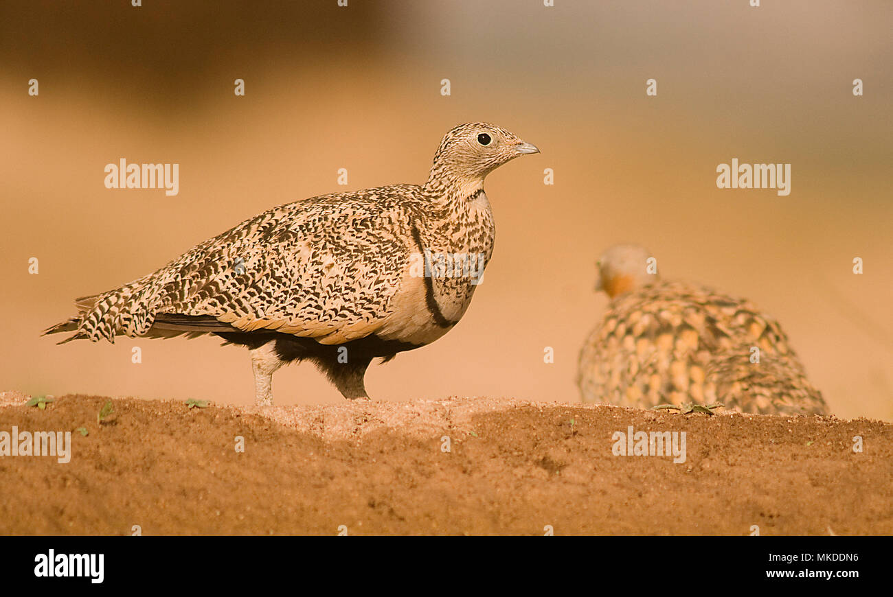 Black bellied Sand Grouse ( Pterocles orientalis), female. Muel ...