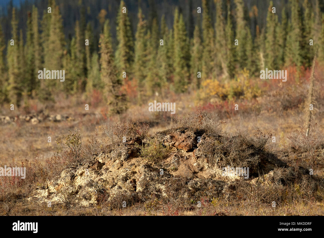 Dalton Highway : from Fairbanks to Prudhoe Bay, (mile 204), Frost ...