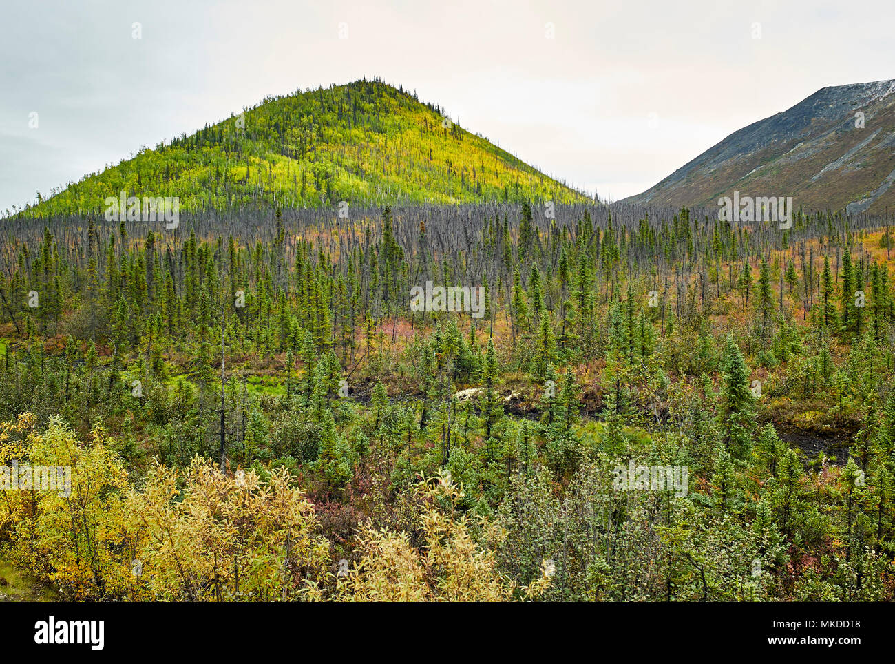 Dalton Highway : from Fairbanks to Prudhoe Bay, Taiga landscape, Alaska ...