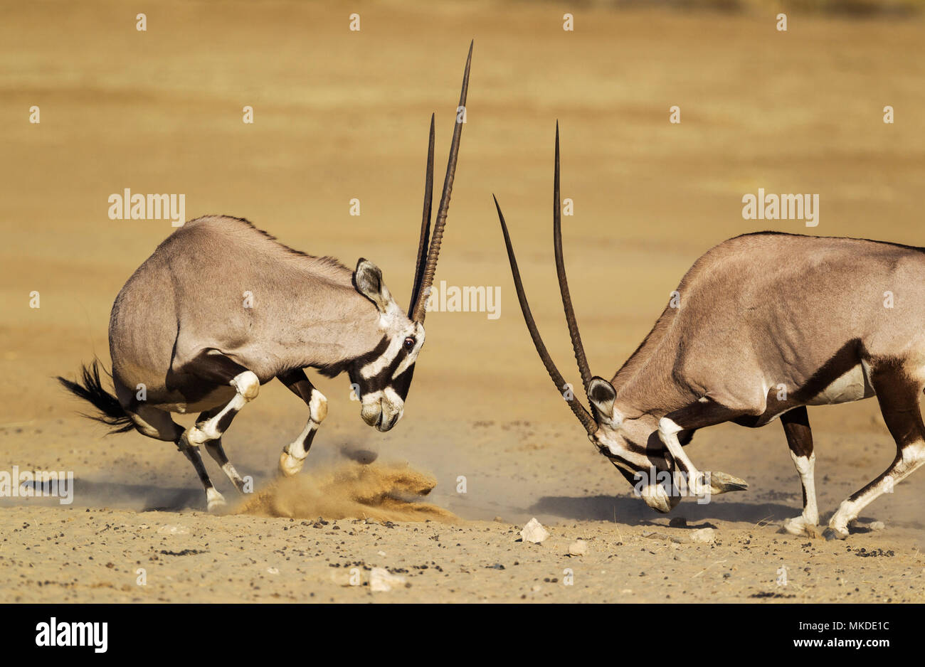 Gemsbok (Oryx gazella). Fighting females. Kalahari Desert, Kgalagadi ...