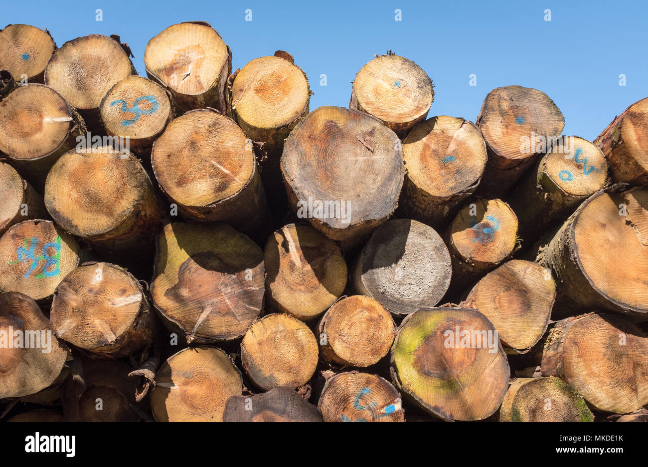 Numbered Trees High Resolution Stock Photography and Images - Alamy