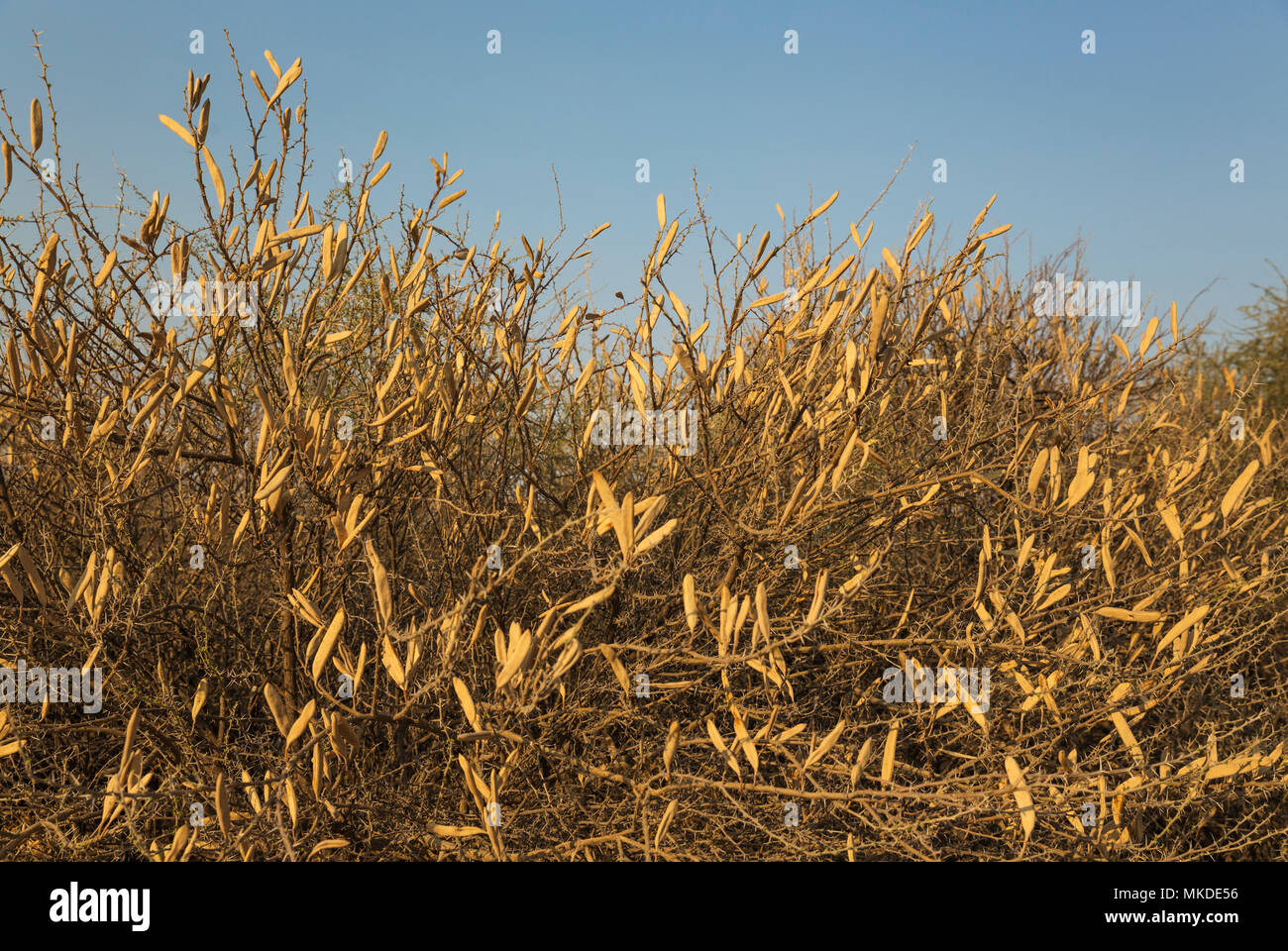 Candle Thorn (Acacia hebeclada). Kalahari Desert, Kgalagadi ...