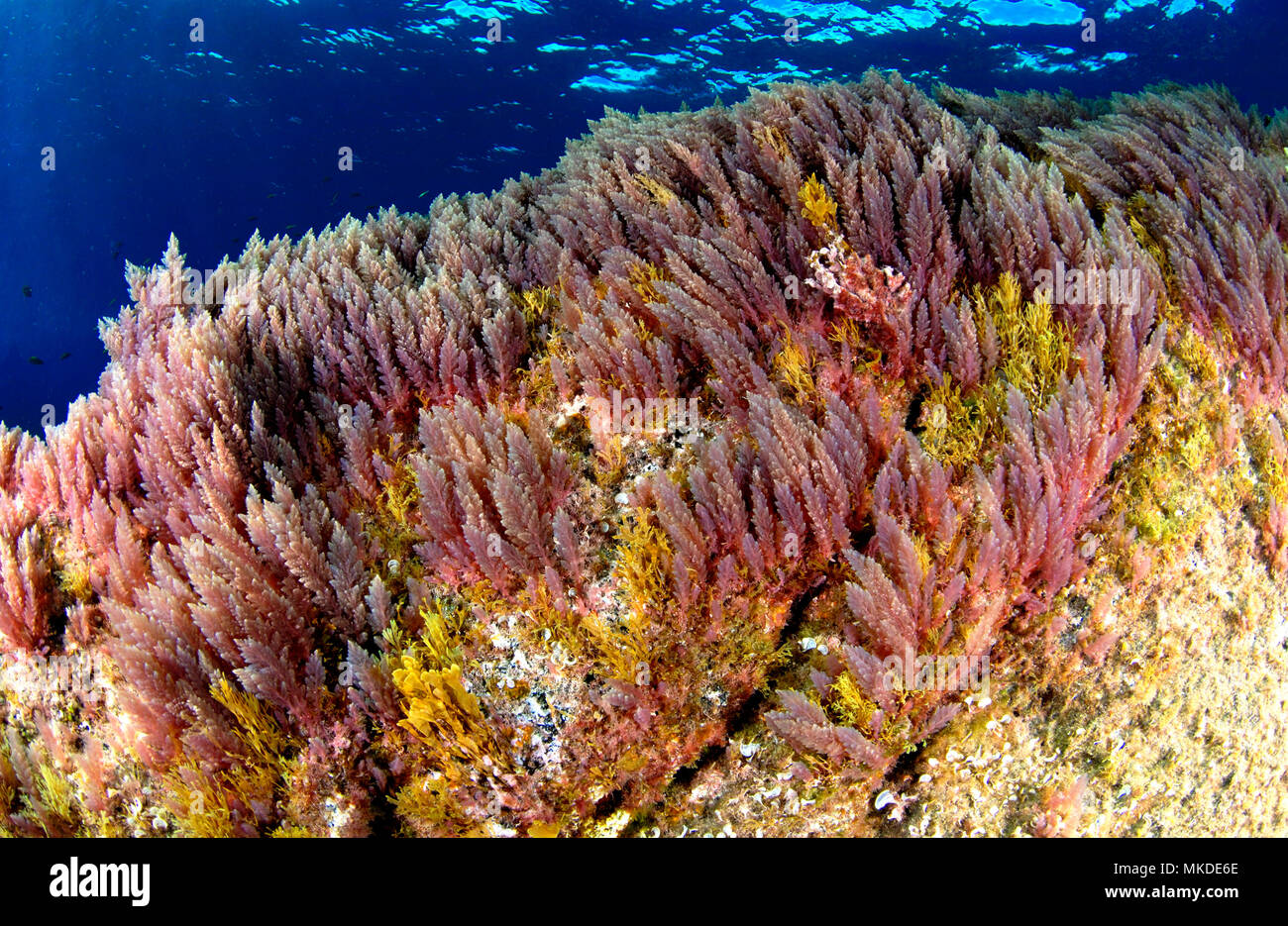 Red Algae Asparagopsis Taxiformis Tenerife Canary Islands Stock