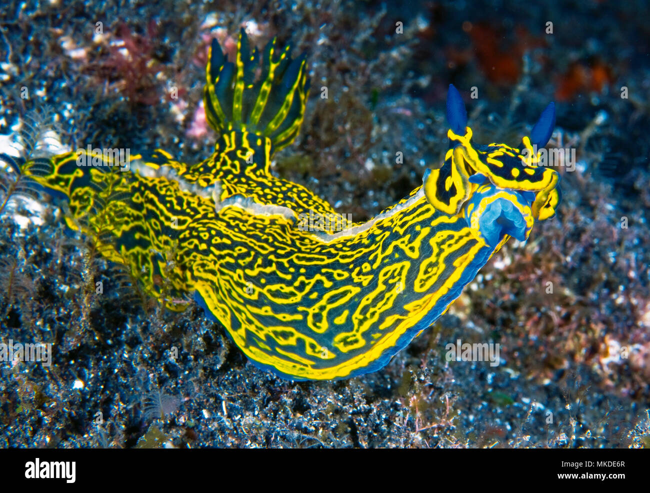 Nudibranch (Hypselodoris picta webbi). Tenerife, Canary Islands Stock ...