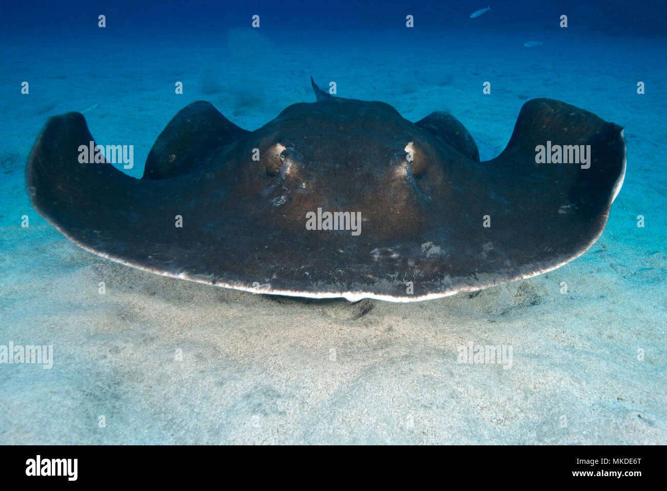 Canary fish. Round stingray (Taeniura grabata). Tenerife, Canary ...