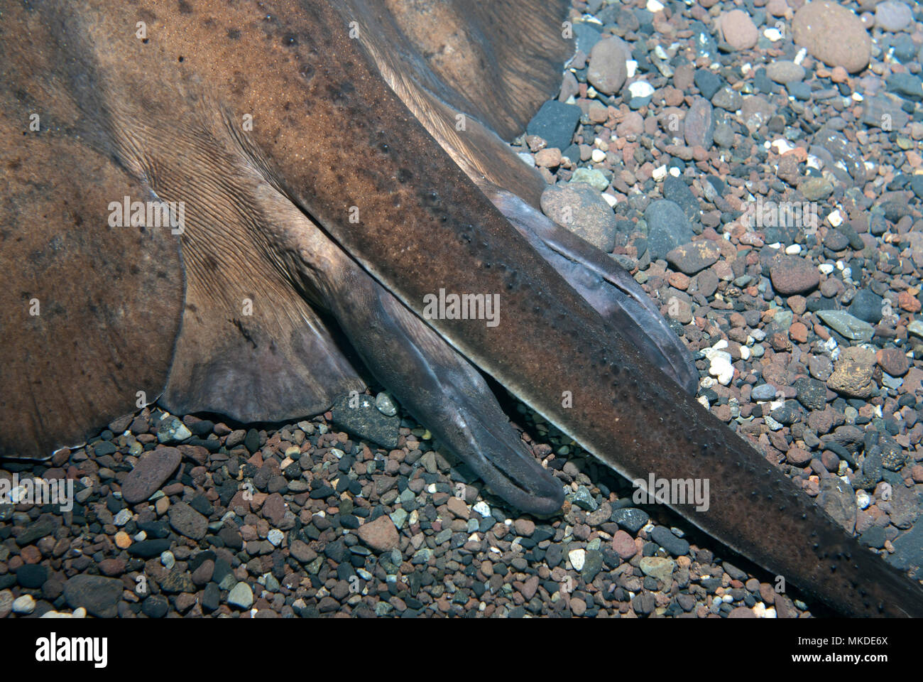 Round stingray taeniura grabata hi-res stock photography and images - Alamy