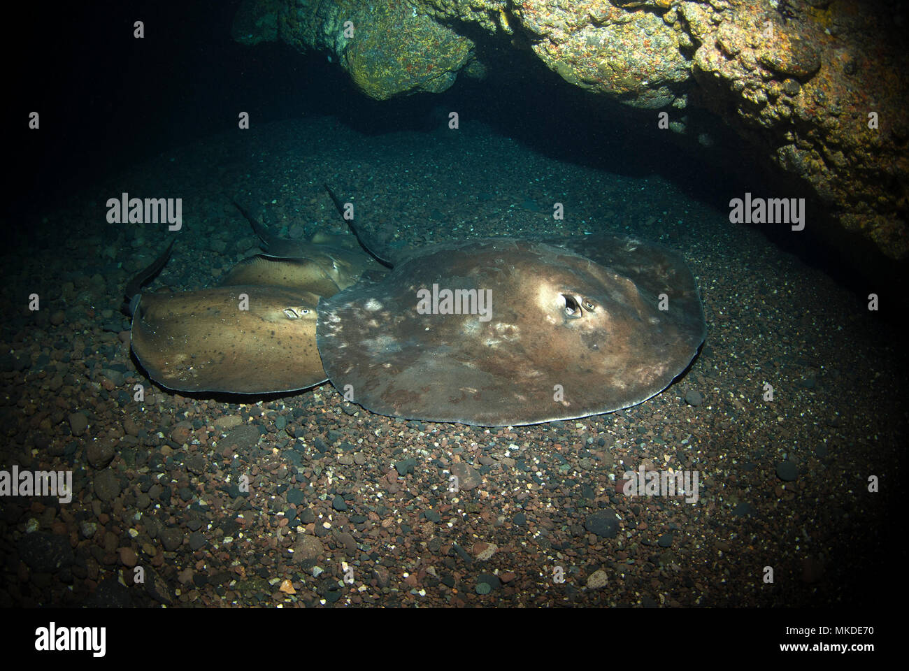 Canary fish. Round stingray (Taeniura grabata), in time of reproduction ...