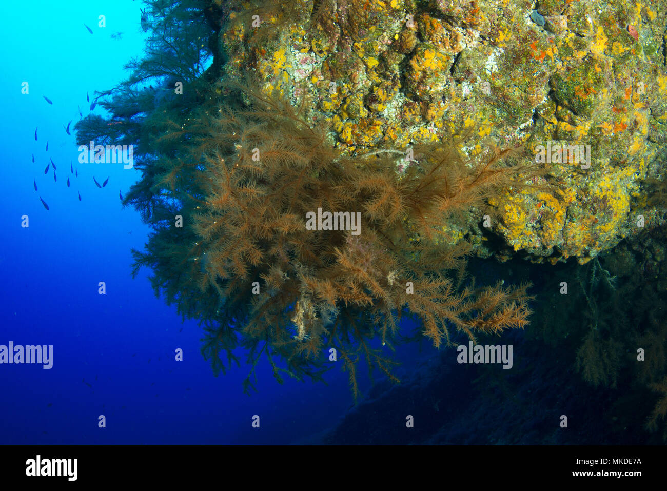 Antipatharia High Resolution Stock Photography and Images - Alamy