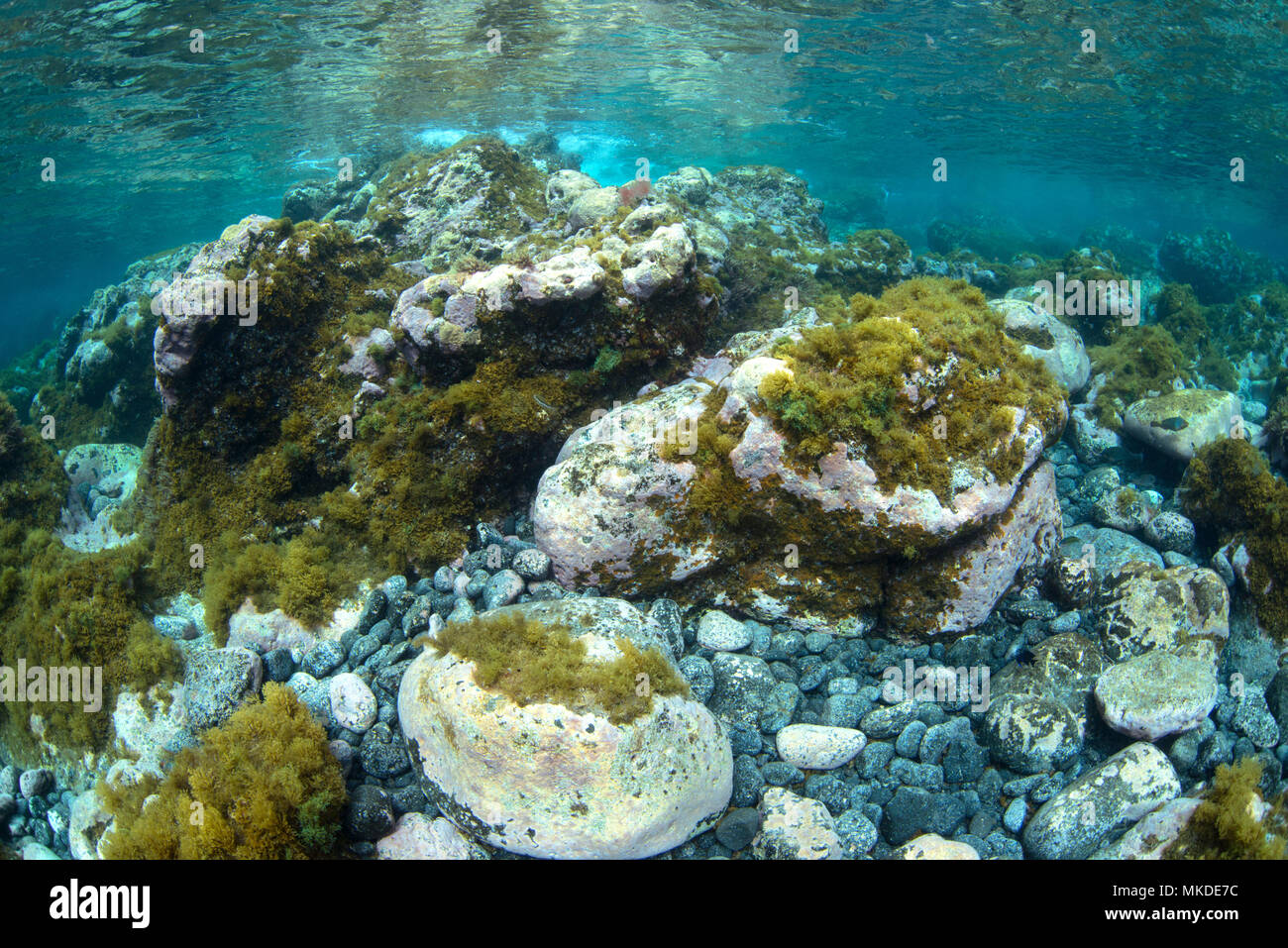 Rocky substratum with algae in the first meters below the surface of ...
