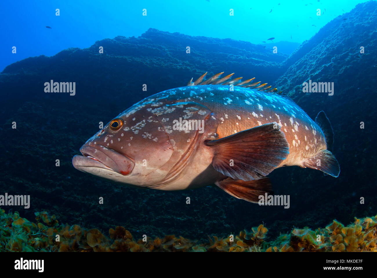 Canary fish. Dusky grouper (Epinephelus marginatus), El Hierro, Canary ...