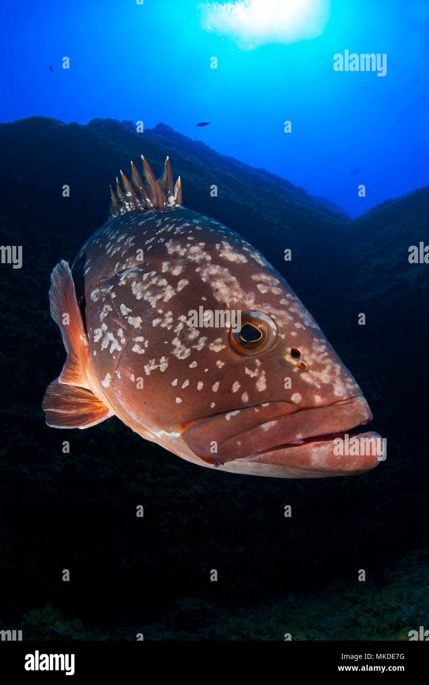 Mero hi-res stock photography and images - Alamy