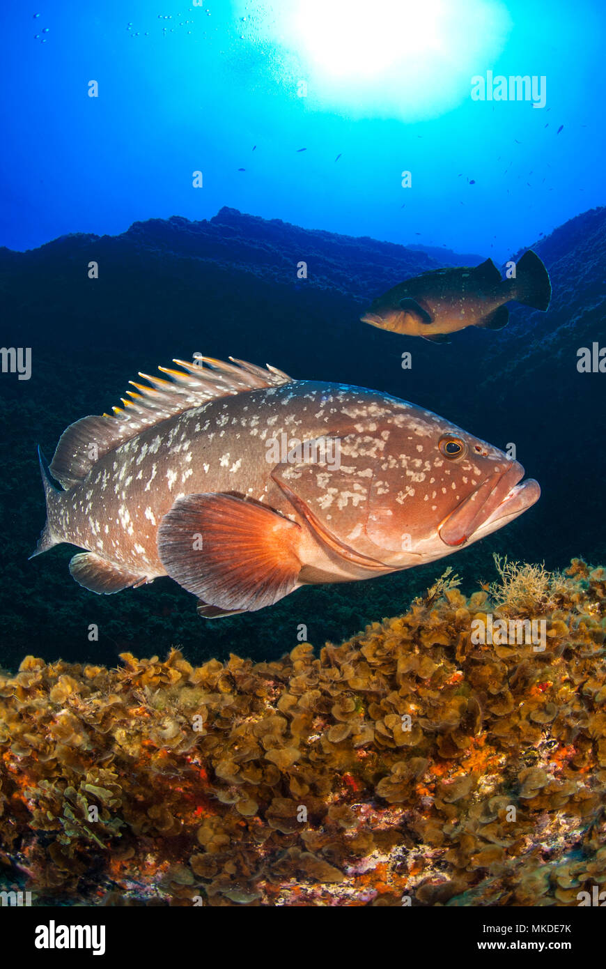 Canary fish. Dusky grouper (Epinephelus marginatus), El Hierro, Canary ...