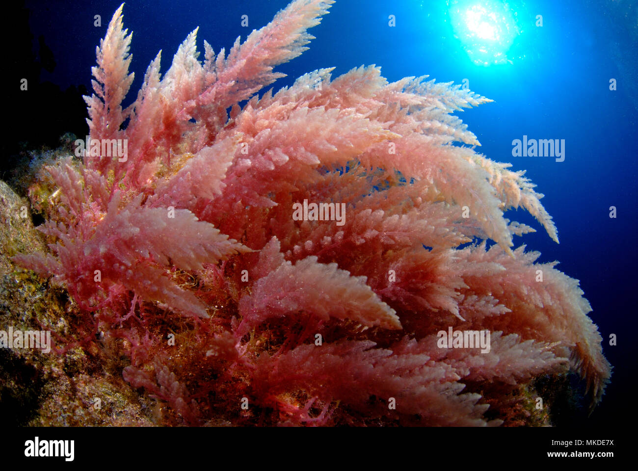 Algae Asparagopsis Taxiformis El Hierro Canary Islands Stock Photo