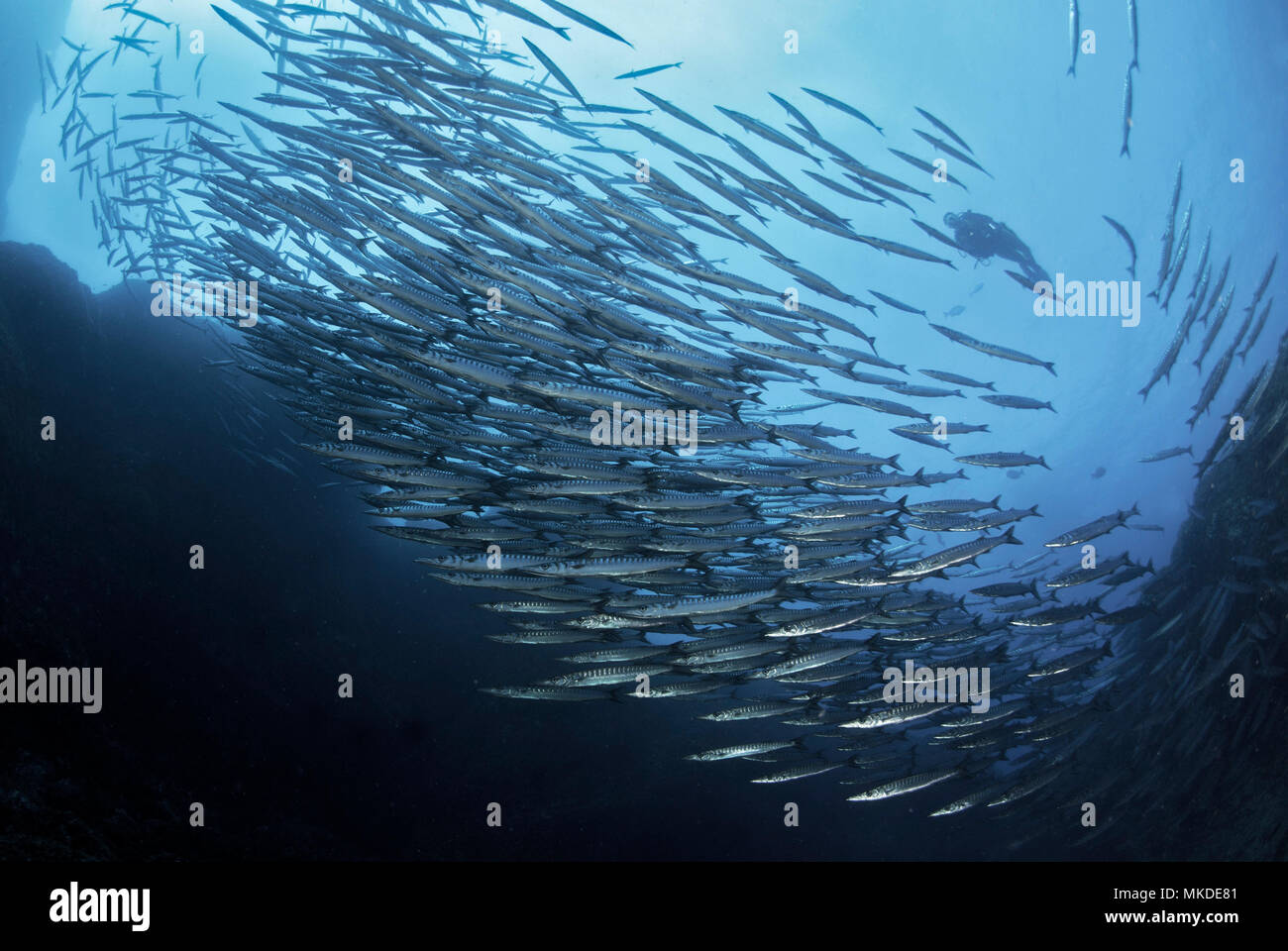 Canary fish. Barracuda (Sphyraena viridensis), El Hierro, Canary ...