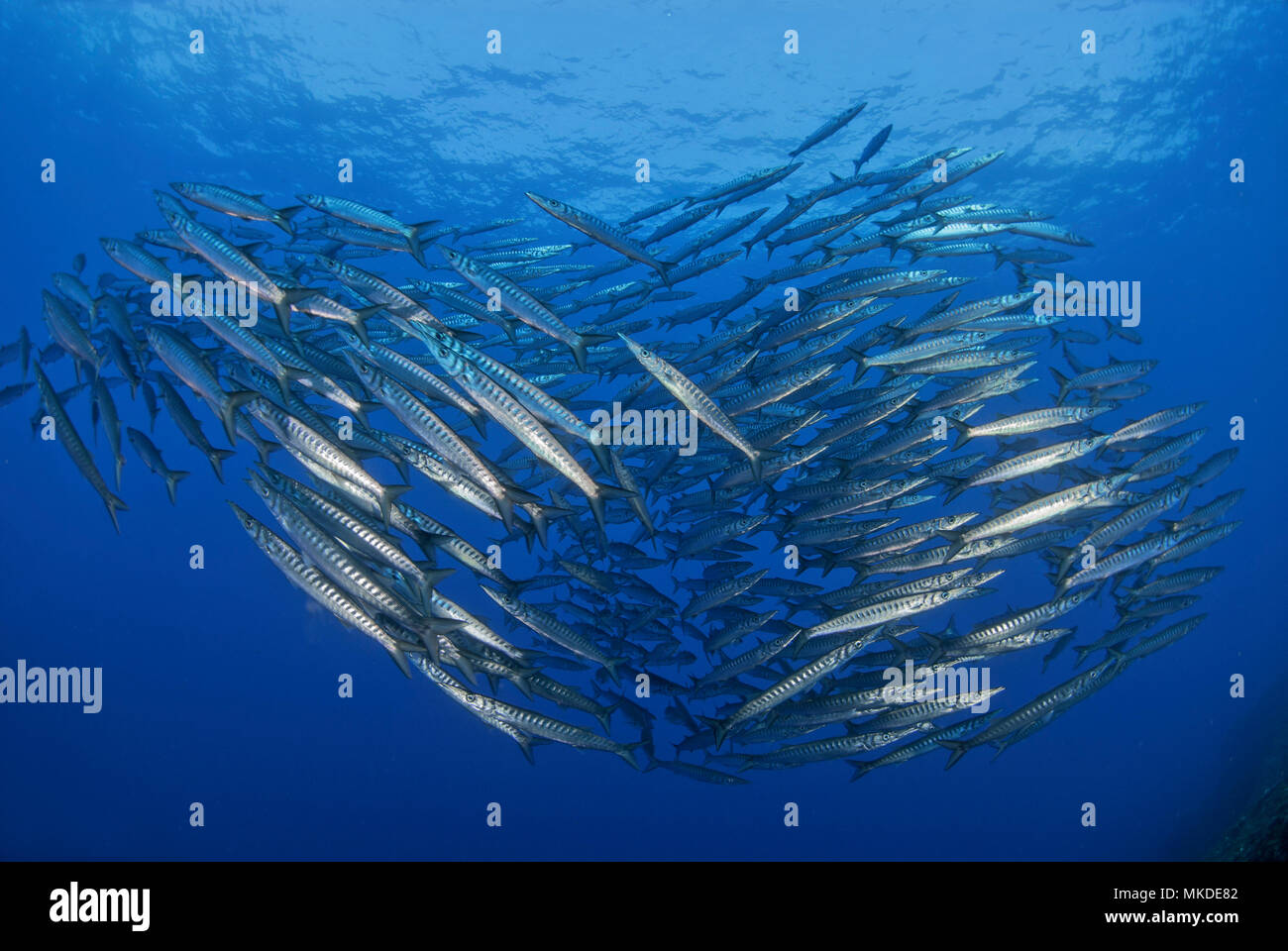 Canary fish. Barracuda (Sphyraena viridensis), El Hierro, Canary ...